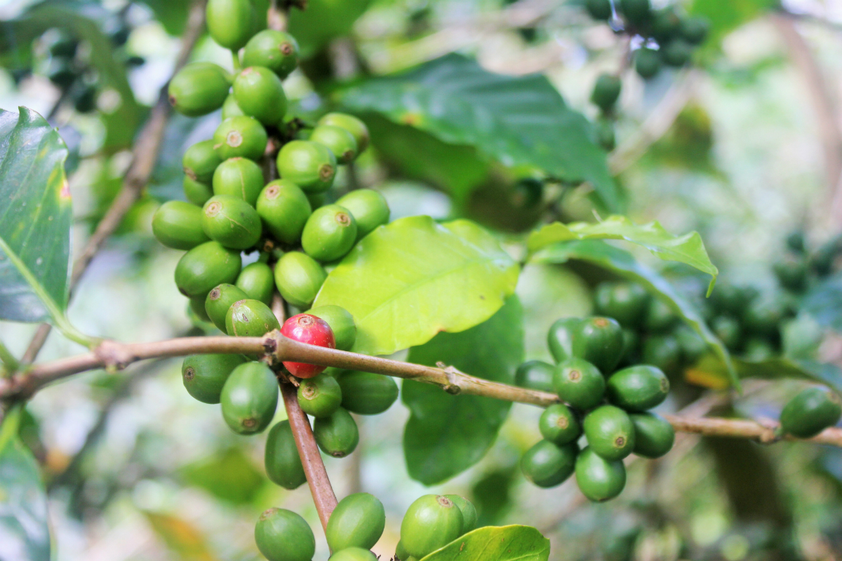What I Learned From a Coffee Finca in Panama - Charlie on Travel